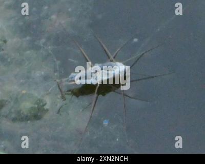 (Neogerris hesione) Insecta Stock Photo - Alamy