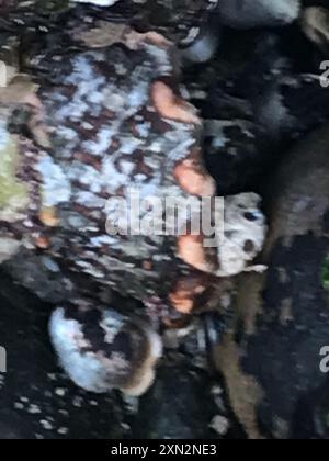 Wavy Turban (Megastraea undosa) Mollusca Stock Photo - Alamy