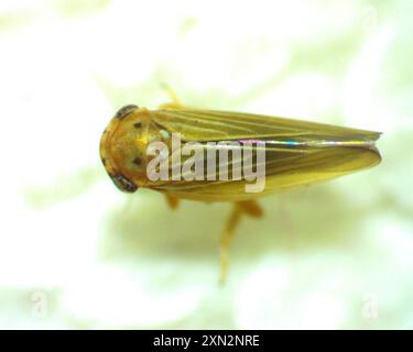 Constricted Leafhopper (Agallia constricta) Insecta Stock Photo - Alamy