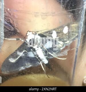 Grape Leaffolder Moth (Desmia funeralis) Insecta Stock Photo - Alamy