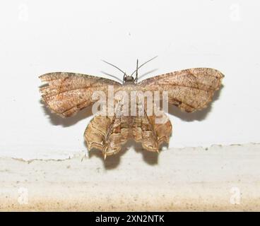 (Epiplema incolorata) Insecta Stock Photo - Alamy