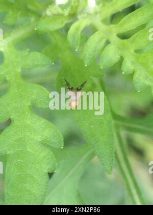 Common Ragweed Fruit Fly (Euaresta bella) Insecta Stock Photo - Alamy