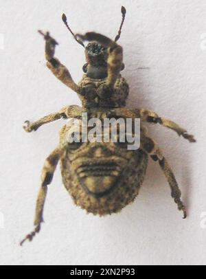 Rough Convolvulus Weevils (Blosyrus) Insecta Stock Photo - Alamy