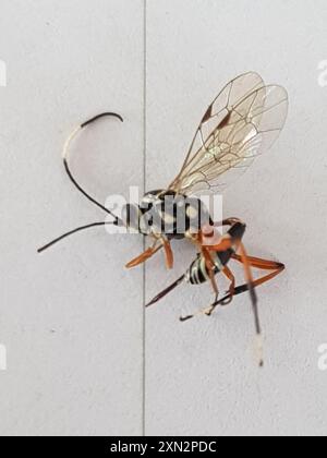 (Glabridorsum stokesii) Insecta Stock Photo - Alamy