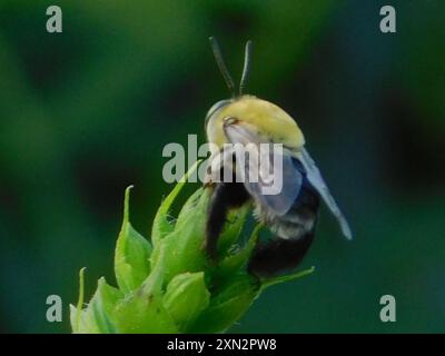 Shining Oil-digger Bee (Centris nitida) Insecta Stock Photo - Alamy