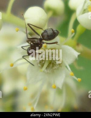 Large Pugnacious Ant (Anoplolepis custodiens) Insecta Stock Photo - Alamy