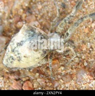 Feather-legged Spiders (Uloborus), Arachnida, Ithaca, NY, USA Stock ...