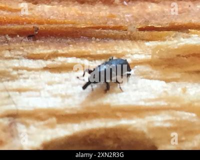 (Torostoma apicale) Insecta Stock Photo - Alamy