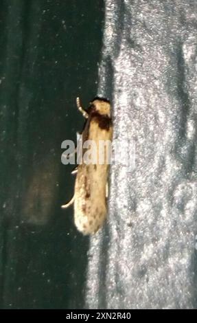 Dark-collared Tinea Moth (Tinea apicimaculella Stock Photo - Alamy