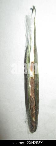 Caustic Vine (Cynanchum viminale) Plantae Stock Photo - Alamy