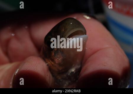 (Labeobarbus nelspruitensis) Actinopterygii Stock Photo - Alamy