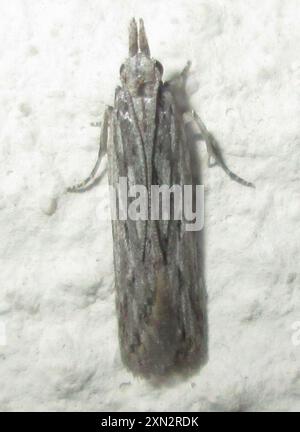 Twirler Moths (Gelechiidae) Insecta Stock Photo - Alamy