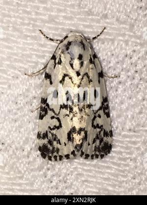 Hebrew Moth (Polygrammate hebraeicum) Insecta Stock Photo - Alamy