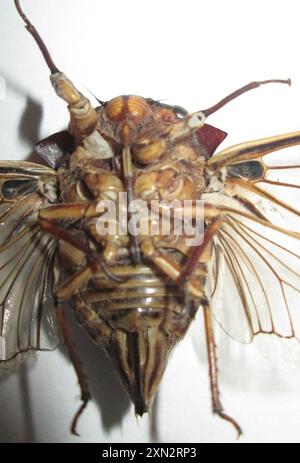 Savanna Sharpcollar Cicada (Oxypleura quadraticollis) Insecta Stock ...