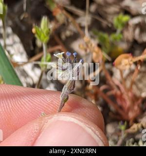 Changing Forget-me-not (Myosotis discolor) Plantae Stock Photo - Alamy