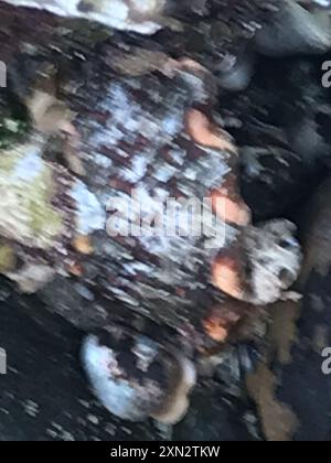 Wavy Turban (Megastraea undosa) Mollusca Stock Photo - Alamy