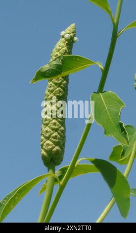 chickenspike (Sphenoclea zeylanica) Plantae Stock Photo - Alamy