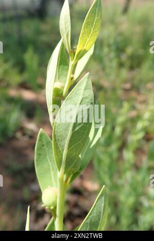 Lightning Bush (Clutia hirsuta) Plantae Stock Photo - Alamy