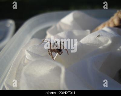 (Intruda signata) Arachnida Stock Photo - Alamy