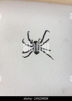 House Spiders (Badumna) Arachnida Stock Photo - Alamy