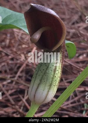 Mousetail Plant (Arisarum simorrhinum) Plantae Stock Photo - Alamy