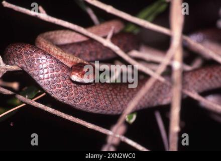 Tiny Night Snake (Ithycyphus miniatus, Coluber miniatus), rare endemic ...