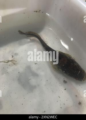 Plainfin Midshipman (Porichthys notatus) Actinopterygii Stock Photo - Alamy