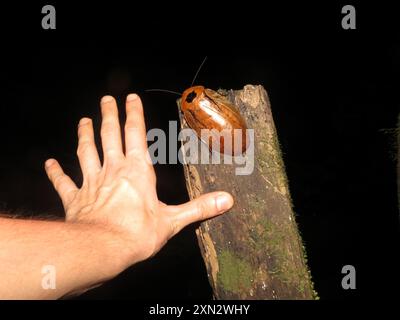 Peppered Cockroach (Archimandrita tessellata), Insecta, Pitahaya ...