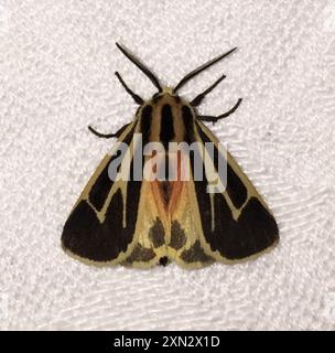 Nais Tiger Moth (Apantesis nais) Insecta Stock Photo - Alamy