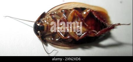 Surinam Cockroach (Pycnoscelus surinamensis) Insecta Stock Photo - Alamy