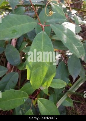 Five-Leaved Water Vine (Apocissus hypoglauca Stock Photo - Alamy