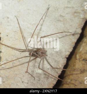 Northern Violin Spider (Loxosceles simillima) Arachnida Stock Photo - Alamy