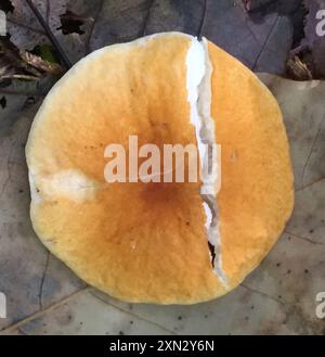 Chestnut Bolete (Gyroporus castaneus) Fungi Stock Photo - Alamy