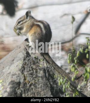 Least Chipmunk (Neotamias minimus) Mammalia Stock Photo - Alamy