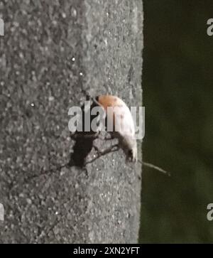 Sri Lanka Weevil (Myllocerus undecimpustulatus) Insecta Stock Photo - Alamy