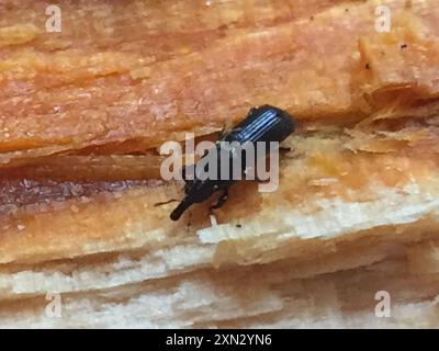 (Torostoma apicale) Insecta Stock Photo - Alamy
