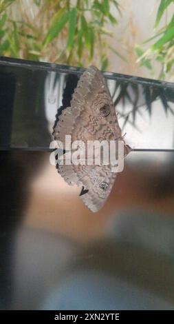 Northern wattle moth (Dasypodia cymatodes) Insecta Stock Photo - Alamy