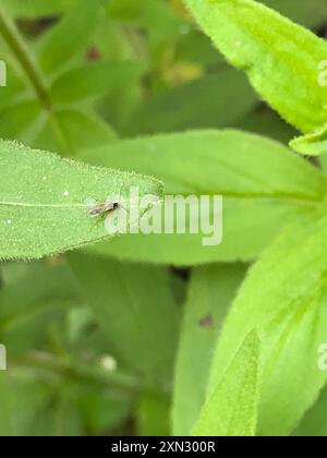 Narrow-waisted Wasps, Ants, and Bees (Apocrita) Insecta Stock Photo - Alamy