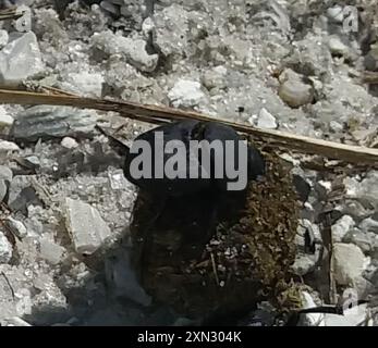 Dung Rollers (Canthon) Insecta Stock Photo - Alamy