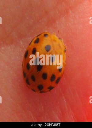 Hadda Beetle (Henosepilachna vigintioctopunctata) Insecta Stock Photo ...