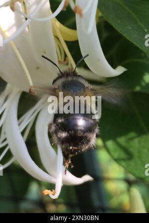 Common Digger Bees (Anthophora) Insecta Stock Photo - Alamy