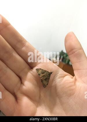 Kowhai moth (Uresiphita maorialis) Insecta Stock Photo - Alamy