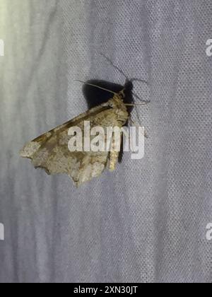 Peacock Moth (Macaria notata) Insecta Stock Photo - Alamy