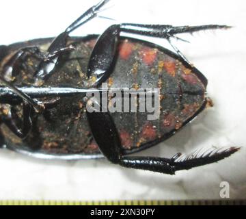 Unspined Giant Water Scavenger Beetle (Hydrophilus senegalensis ...