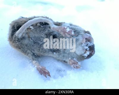 Western Pocket Gophers (Thomomys) Mammalia Stock Photo - Alamy
