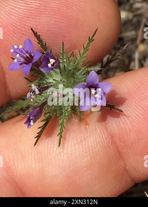downy pincushionplant (Navarretia pubescens) Plantae Stock Photo - Alamy