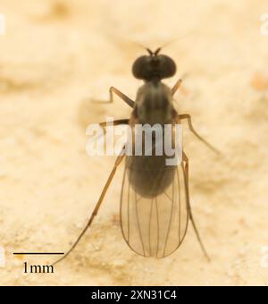 Woodpecker Flies (Medetera) Insecta Stock Photo - Alamy