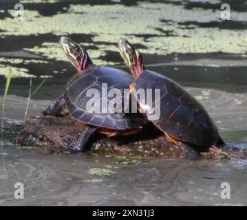 Painted Turtle (Chrysemys picta) Reptilia Stock Photo - Alamy