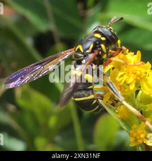 Four-lined Hornet Fly (Spilomyia sayi Stock Photo - Alamy