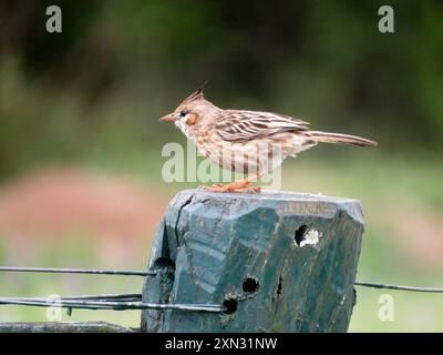 Lark-like Brushrunner (Coryphistera alaudina) Aves Stock Photo - Alamy